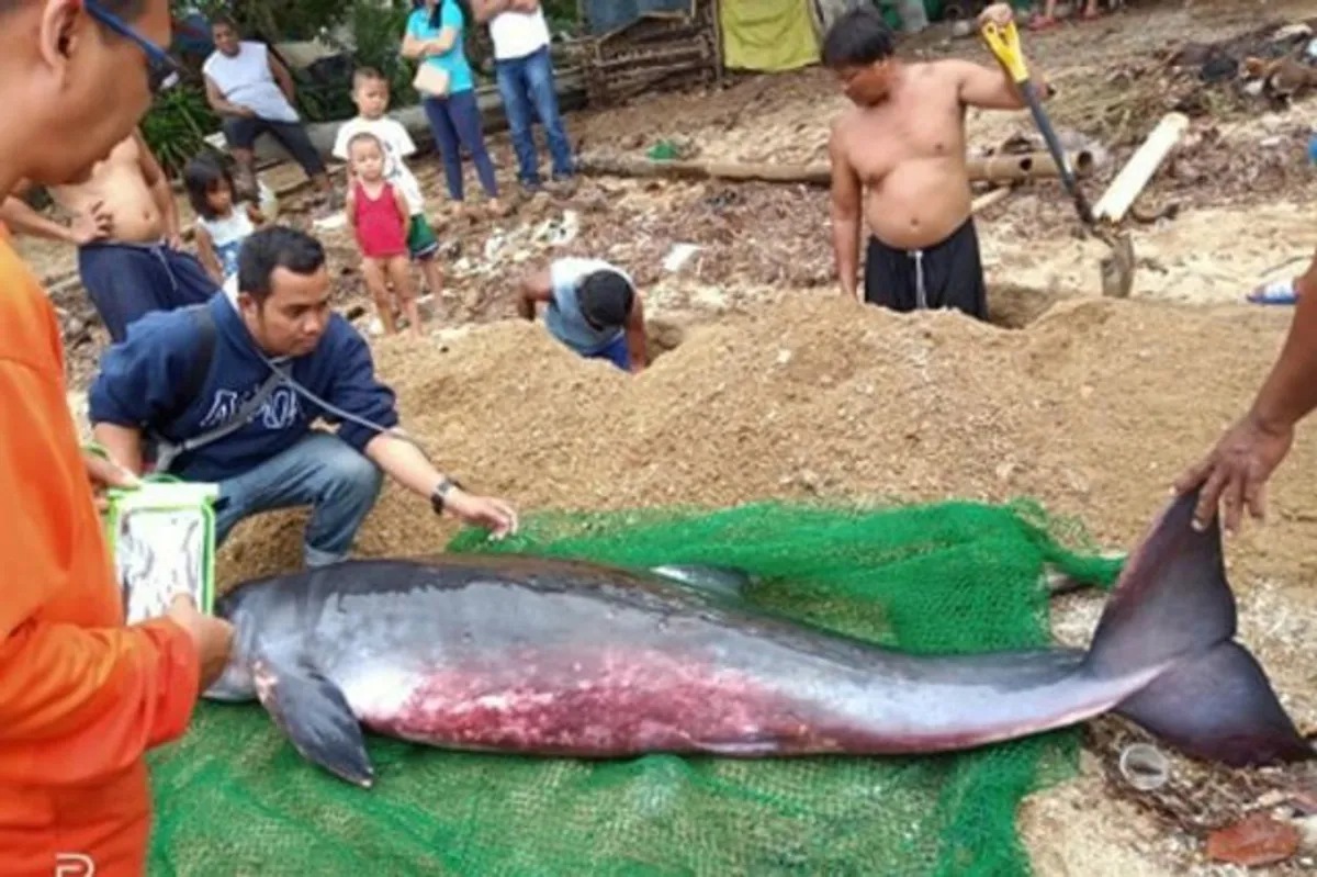Wounded whale beached in CamSur; dead whale washed ashore in Masbate ...
