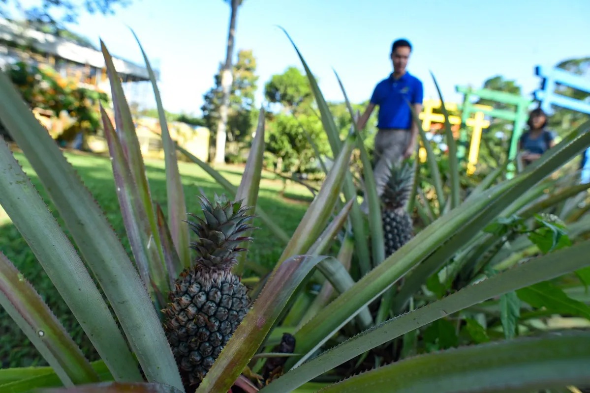 Pinya sa Tagaytay, bagsak-presyo dahil sa dami ng ani | ABS-CBN News