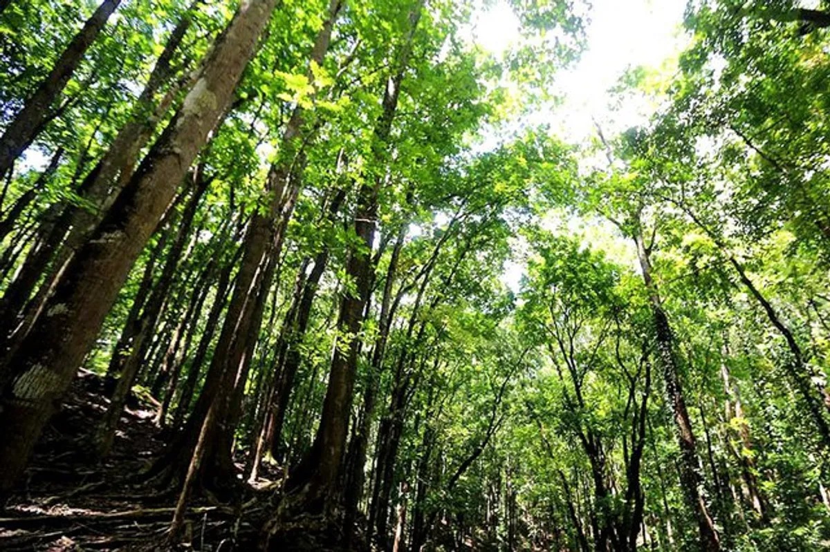 App gamifies tree planting, aims to plant 365,000 trees in Ipo ...