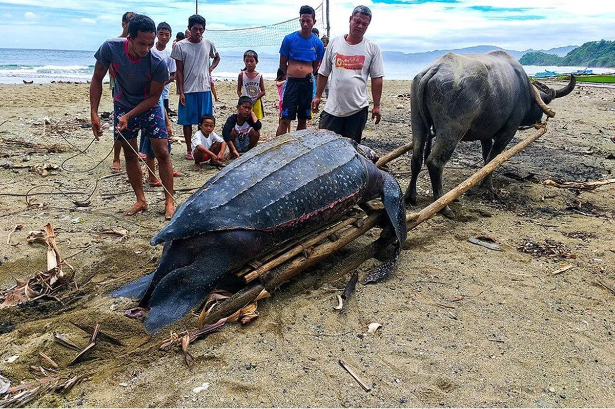 TINGNAN: Pawikang may bigat na 200 kilo, natagpuang patay | ABS-CBN News TINGNAN: Pawikang may bigat na 200 kilo, natagpuang patay | ABS-CBN News