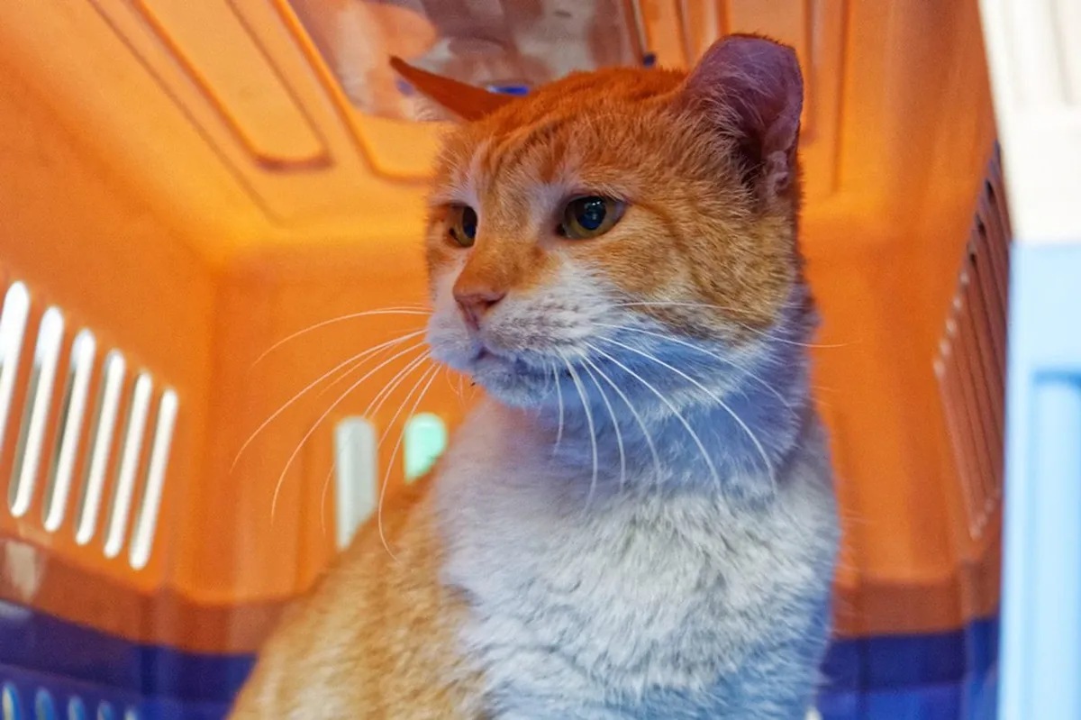 DLSU's cat alumnus Archer passes away due to kidney complications | ABS ...