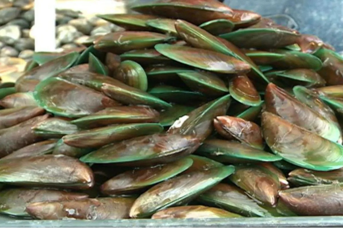 BFAR names areas positive for paralytic shellfish poison | ABS-CBN News