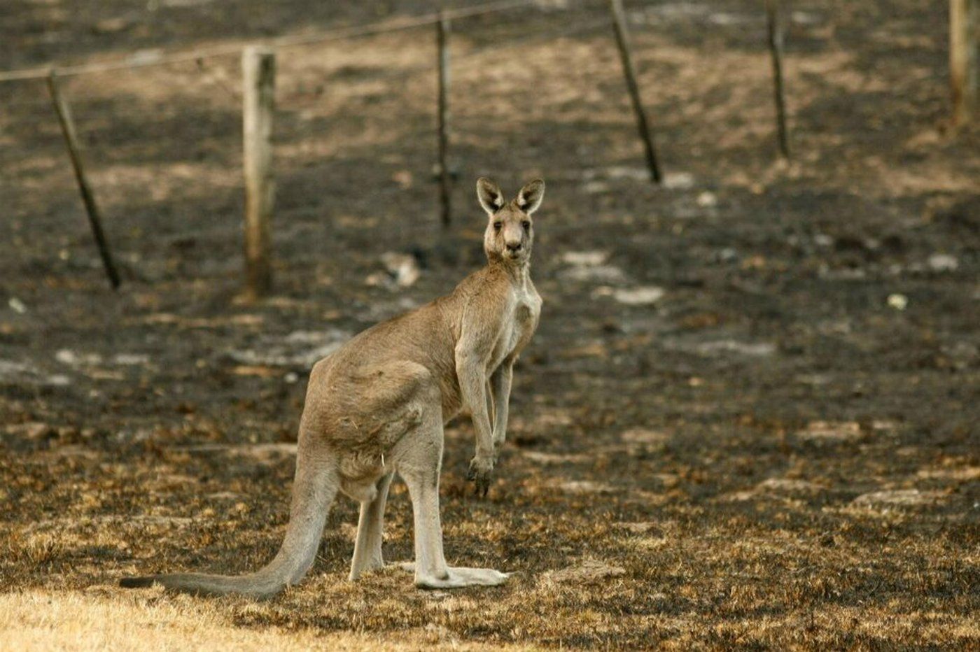 Kangaroo on the loose in Austria | ABS-CBN News
