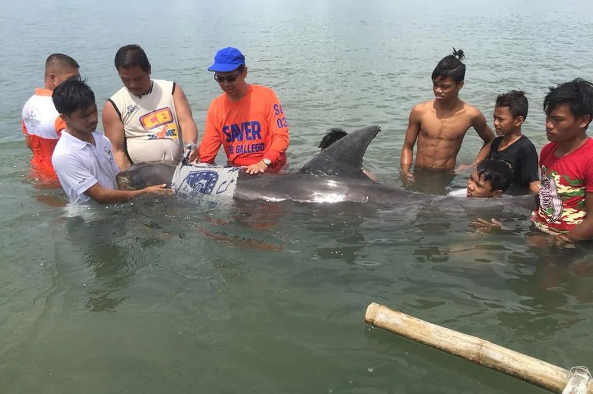 Sugatang dolphin, nasagip sa Camarines Sur | ABS-CBN News