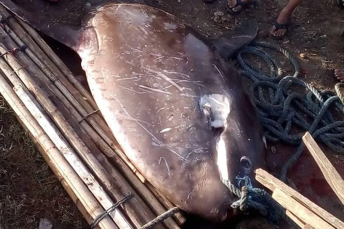 6 na talampakang sunfish natagpuan sa Negros Occidental | ABS-CBN News 6 na talampakang sunfish natagpuan sa Negros Occidental | ABS-CBN News