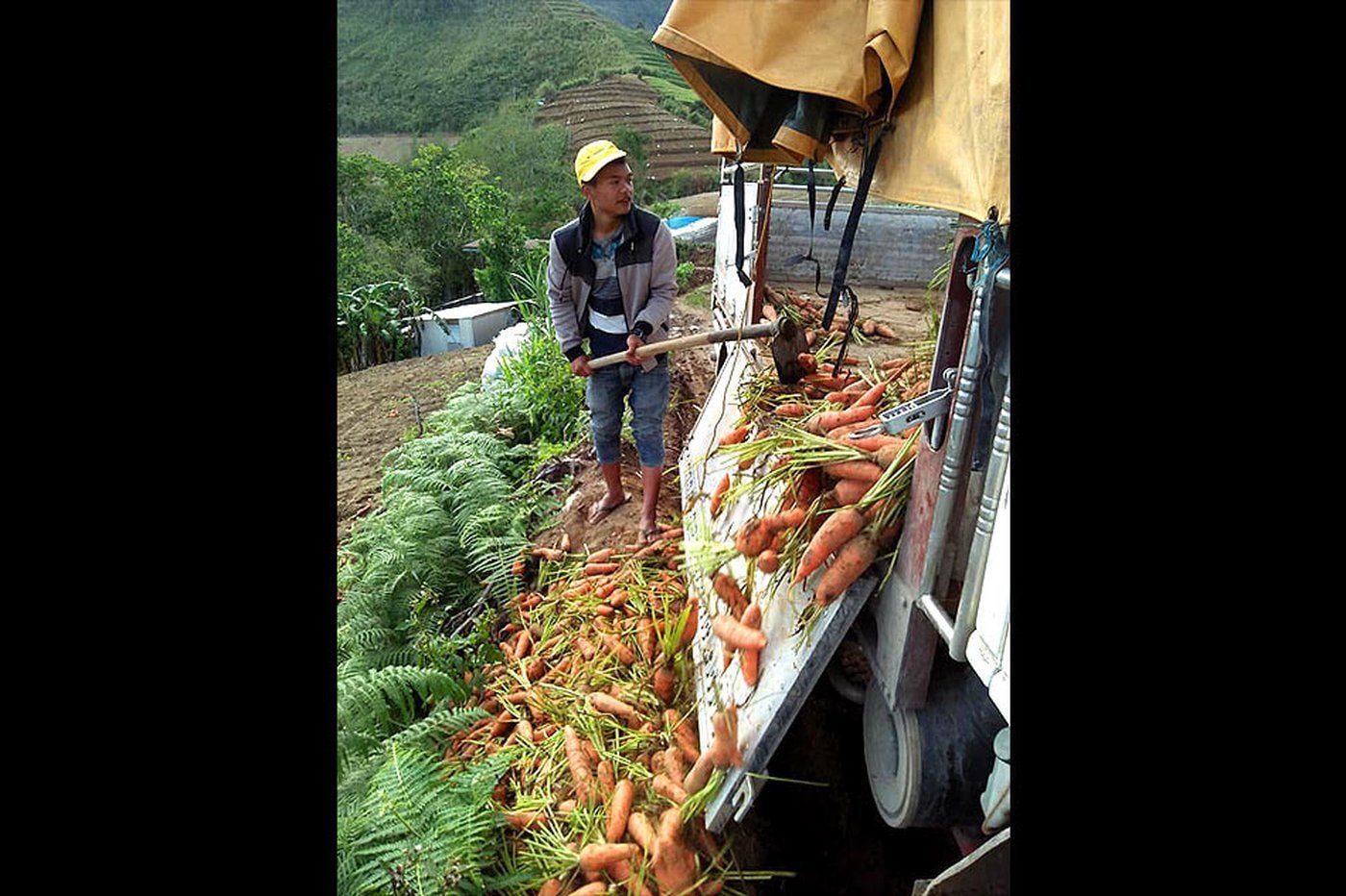 Benguet farmers forced to throw away vegetables amid low prices ...