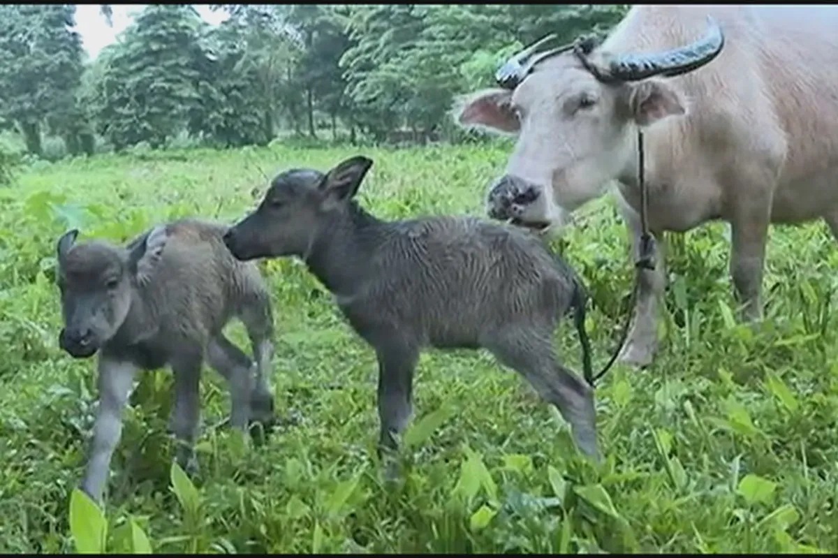 TINGNAN: Puting kalabaw, itim na kambal ang iniluwal | ABS-CBN News