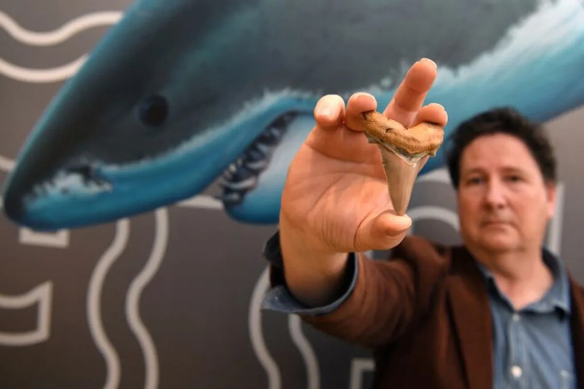 Rare teeth from ancient mega-shark found on Australia beach | ABS-CBN ...