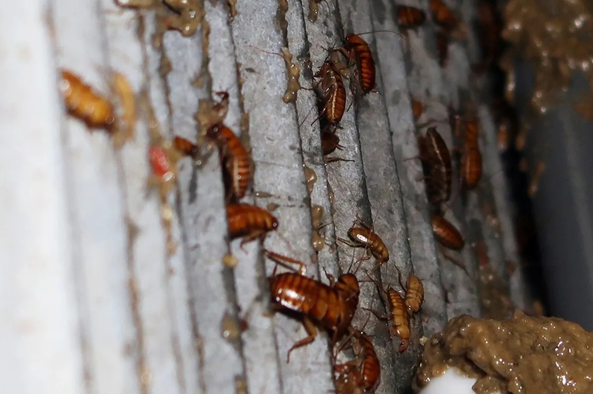 Bug business: Cockroaches corralled by the millions in China to crunch ...