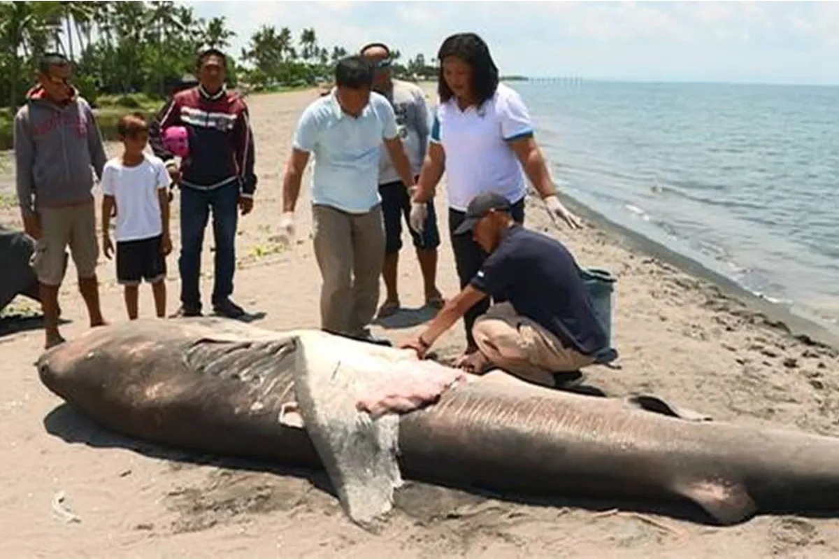 TINGNAN: Pating namatay 1 oras matapos matagpuan sa babayin ng Leyte ... TINGNAN: Pating namatay 1 oras matapos matagpuan sa babayin ng Leyte ...