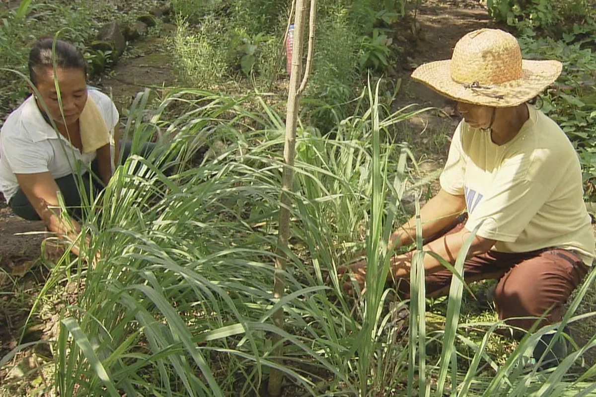 Taniman ng gulay dagdag-ayuda para sa mga benepisyado ng 4Ps | ABS-CBN News
