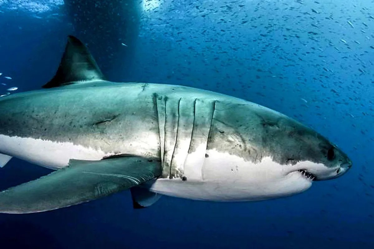 The real 'Jaws': Great white shark's genetic secrets revealed | ABS-CBN