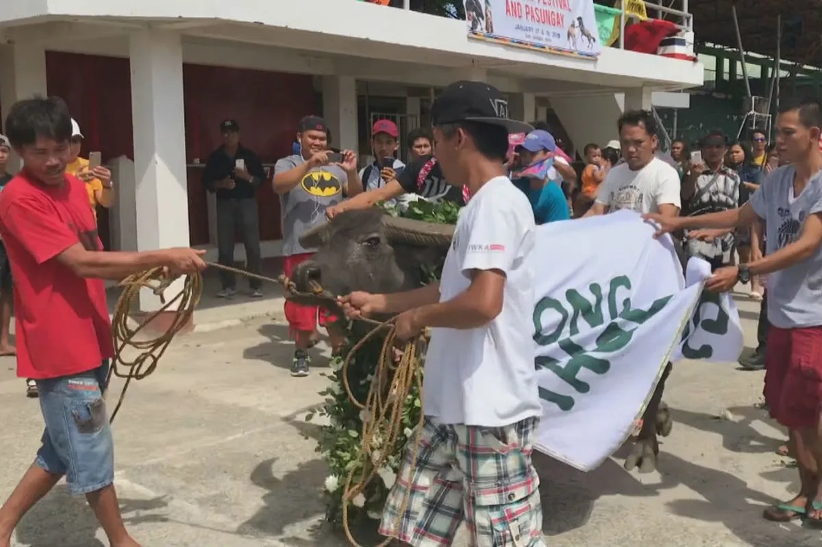 Pasungay sa Iloilo kanselado dahil sa isyu ng animal cruelty | ABS-CBN News