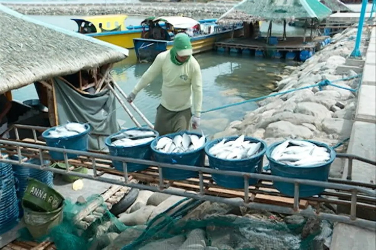 Fish cages sa Sual, binawasan kontra fish kill | ABS-CBN News