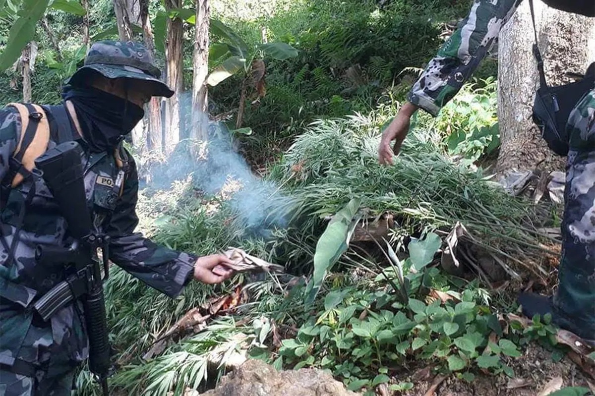 P6.8 milyong halaga ng marijuana, sinunog sa Cebu | ABS-CBN News