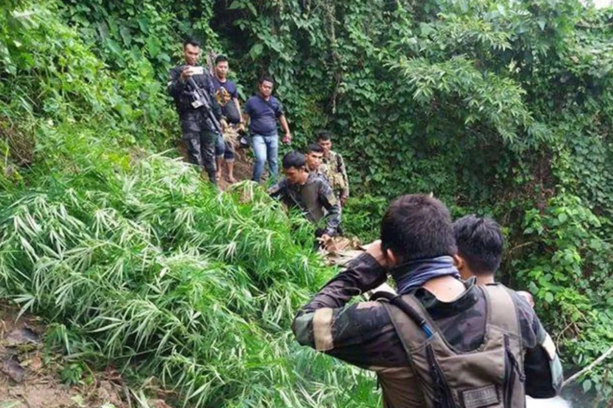 Higit 5,000 tanim na marijuana, sinunog sa Cebu | ABS-CBN News