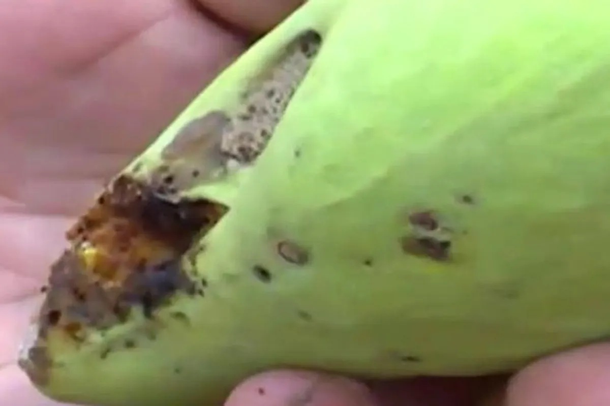 44,000 puno ng mangga sa Pangasinan, inatake ng pesteng 'kurikong ...