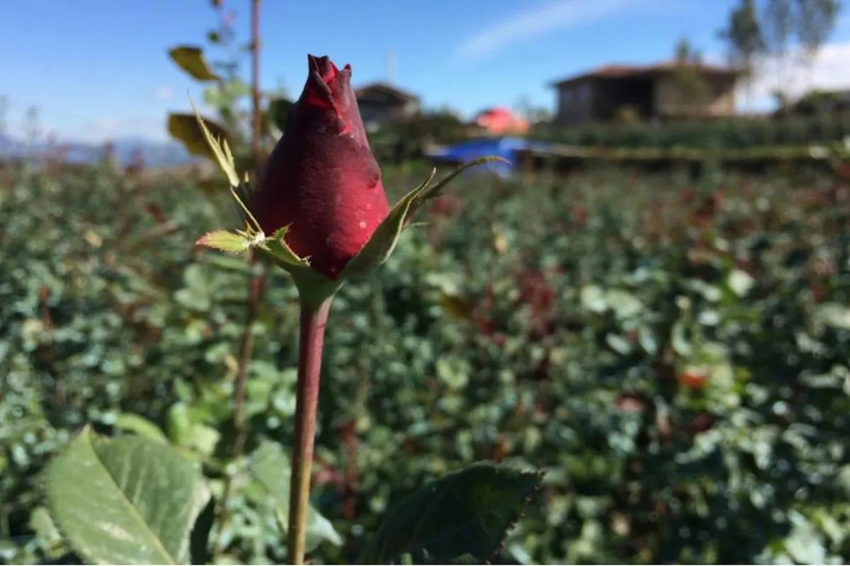 Prices of red roses in Benguet triple ahead of Valentine's Day | ABS ...