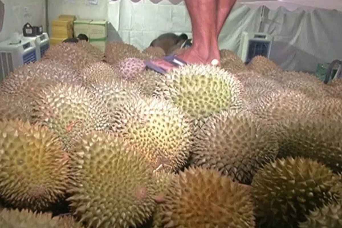 Durian, sanhi ng evacuation sa unibersidad sa Australia | ABS-CBN News