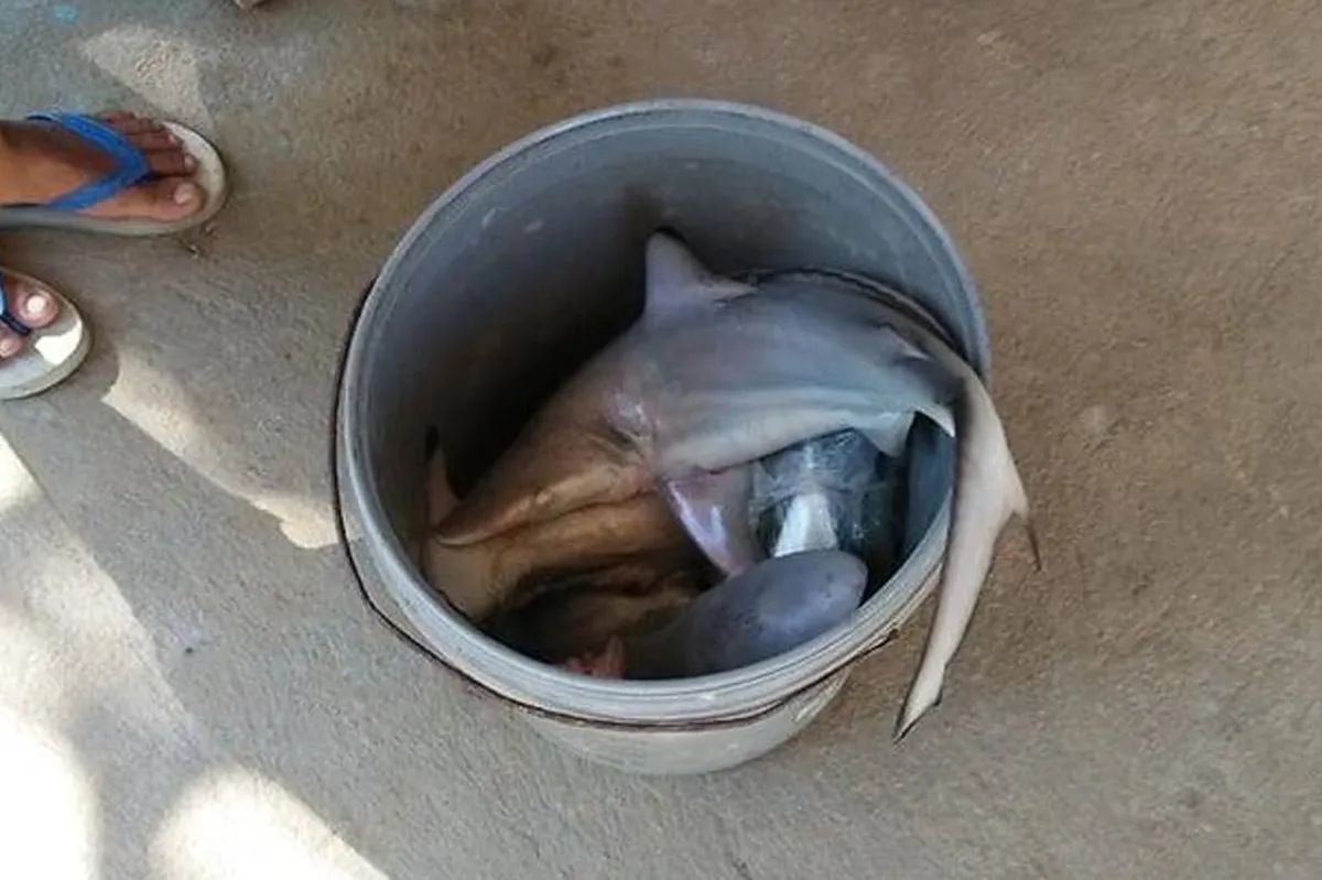 3 patay na pating nakitang ibinebenta sa El Nido | ABS-CBN News