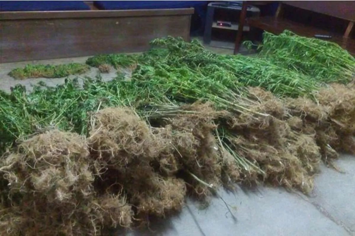 Nearly 3,000 marijuana stalks uprooted in Cebu City | ABS-CBN News