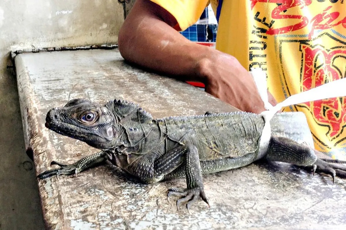 PH sailfin lizards in Misamis Oriental: An unusual case of a community ...