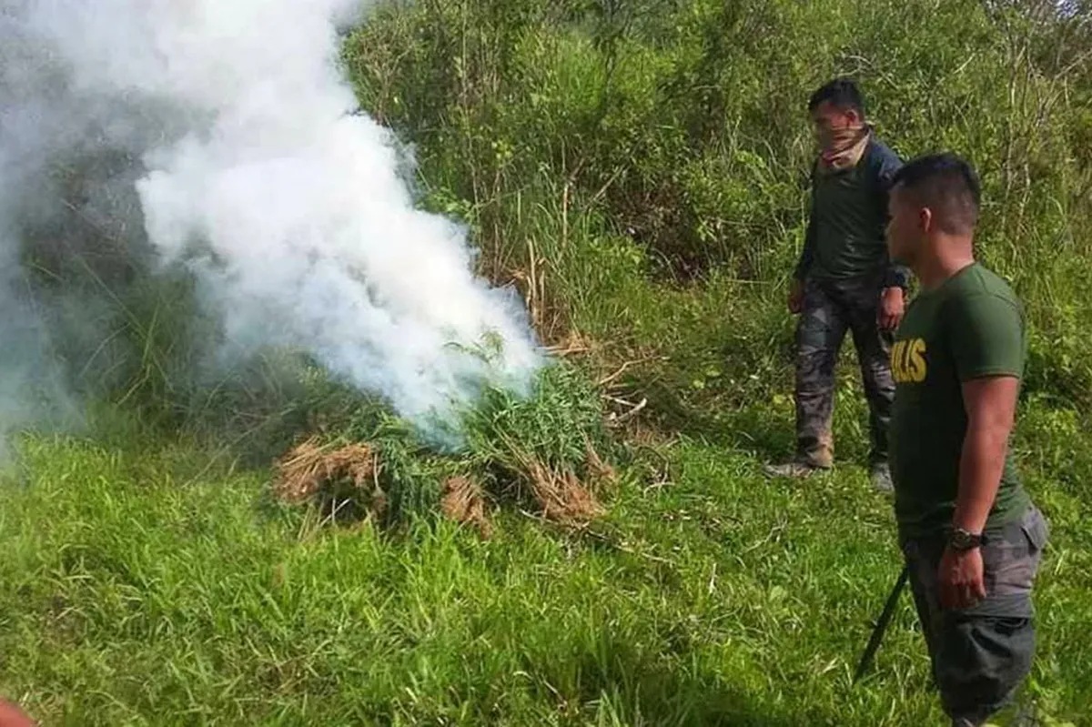Plantasyon ng marijuana, natagpuan sa lupain ng gobyerno sa Cebu | ABS ...