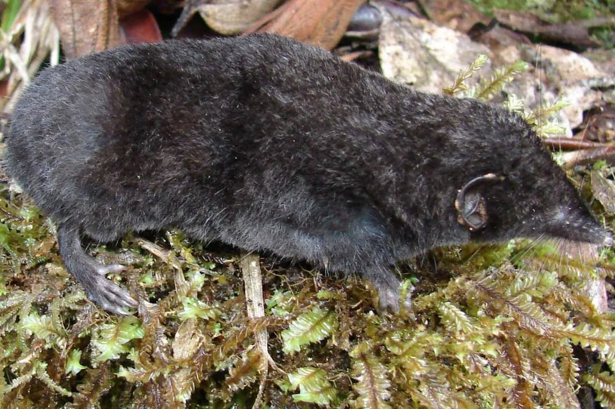 New species of shrew discovered in Palawan's 'sky island' | ABS-CBN ...