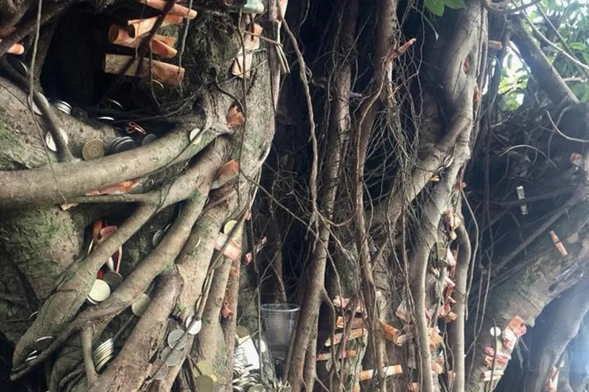 Balete sa Ilocos Norte, puno ng pera | ABS-CBN News