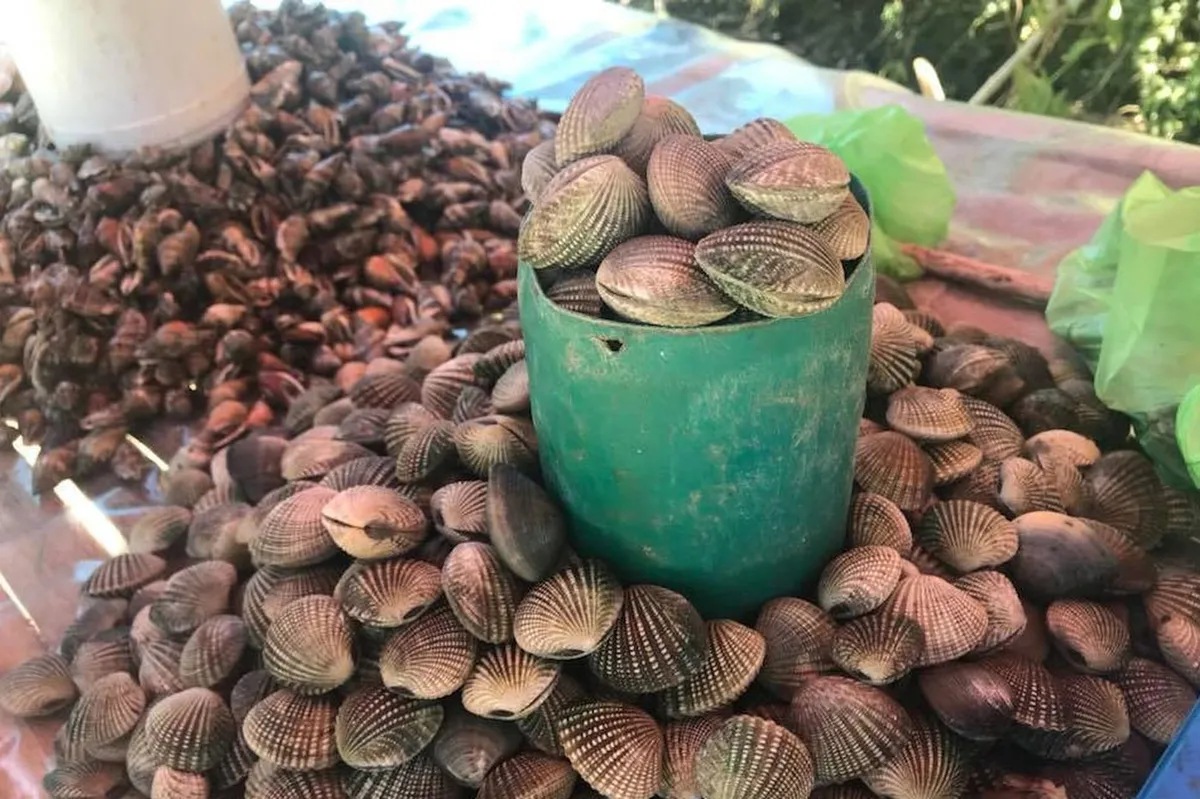 Dapitan City implements ban period for shellfish | ABS-CBN News