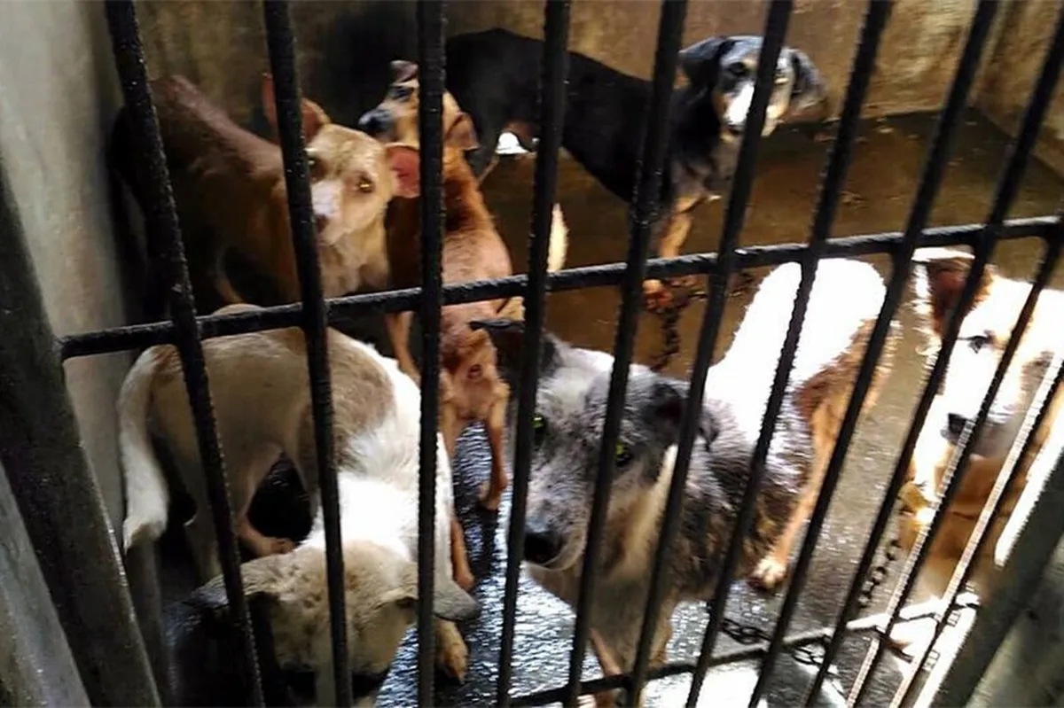 Video of dogs butchered at Indonesian market sparks outrage | ABS-CBN