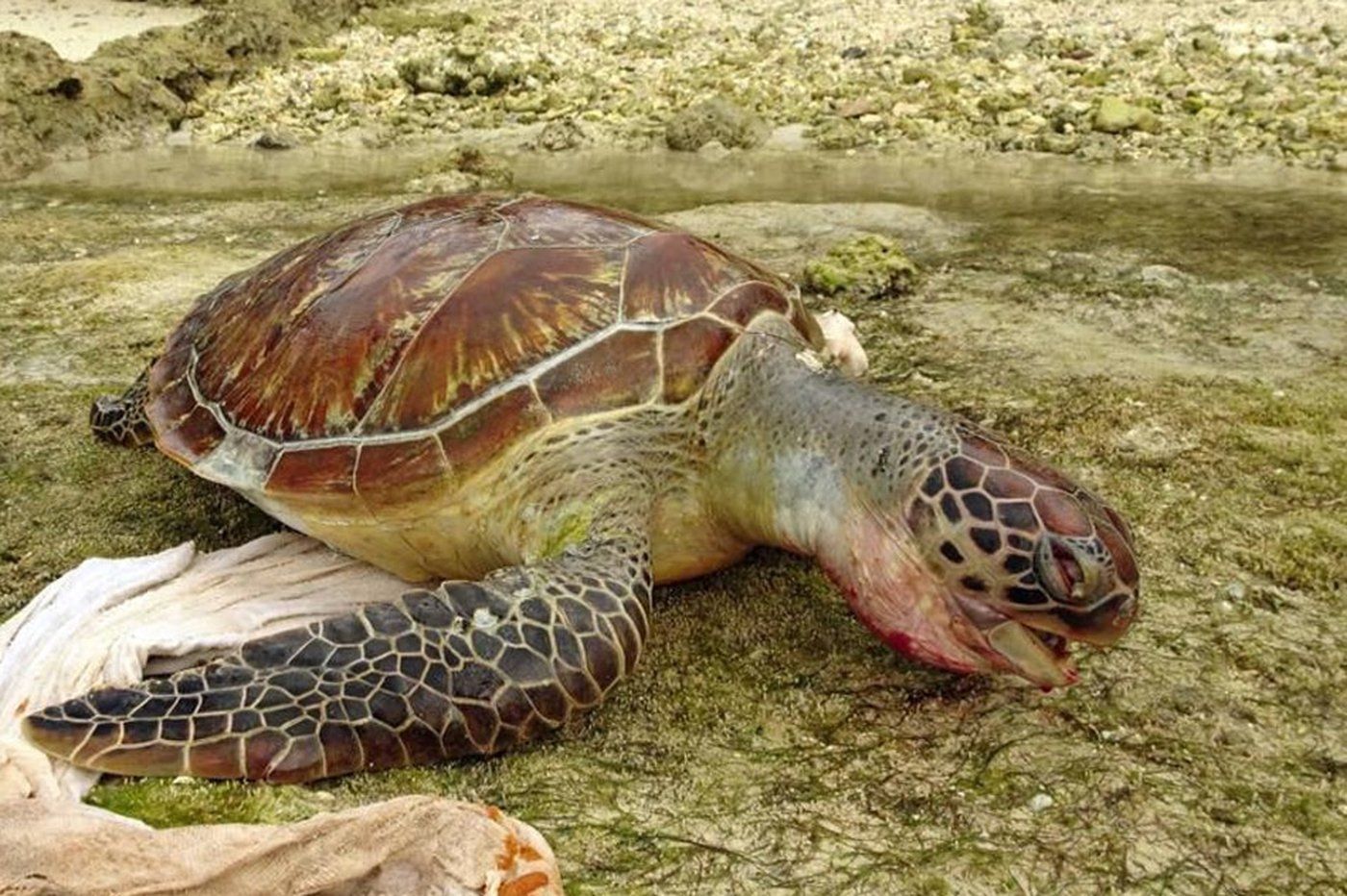Sea turtle found dead in Cebu | ABS-CBN News