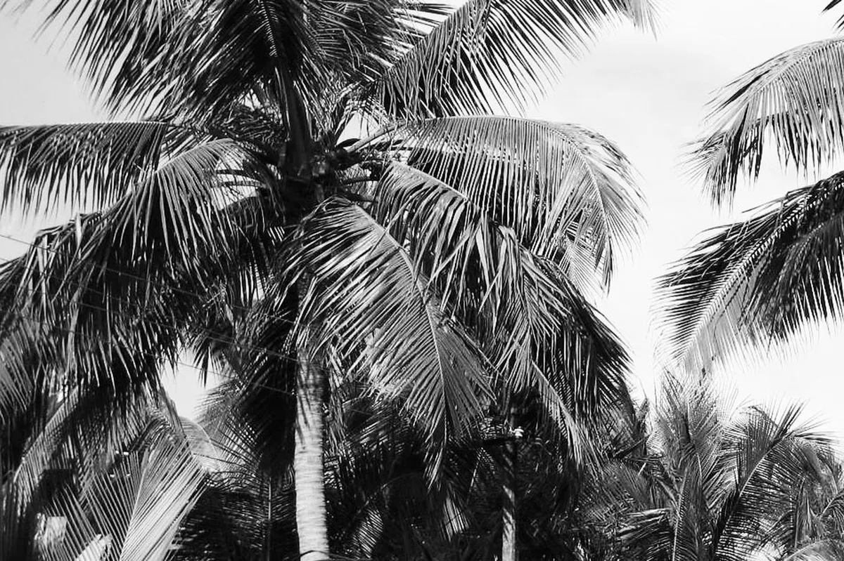 How to milk the coconut boom? Philippine farmers check their phones ...