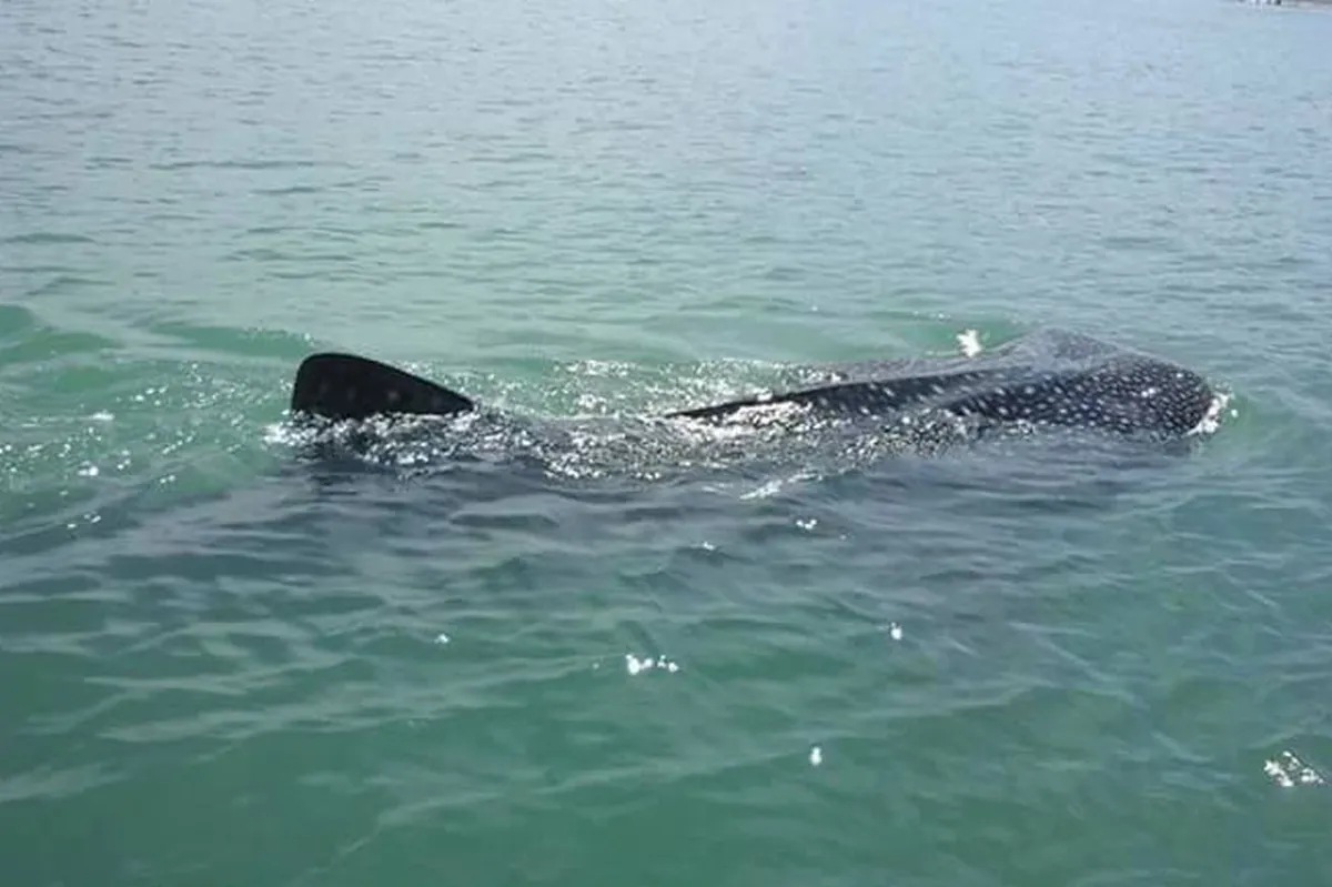 'Butanding' lands in list of species needing international protection ...