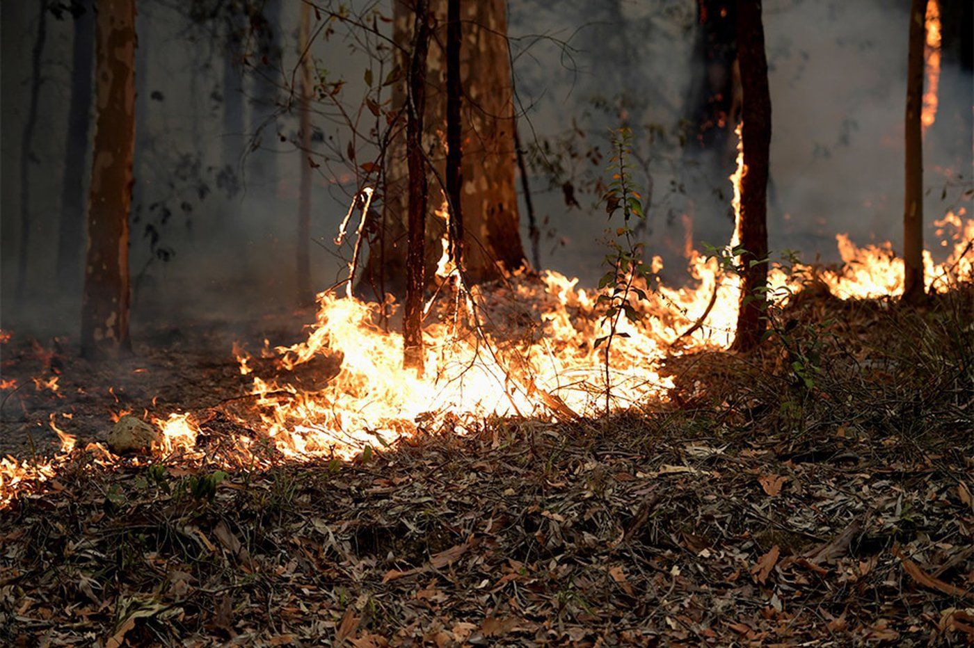 Nasa 300 Pinoy sa Australia lumikas dahil sa forest fire | ABS-CBN