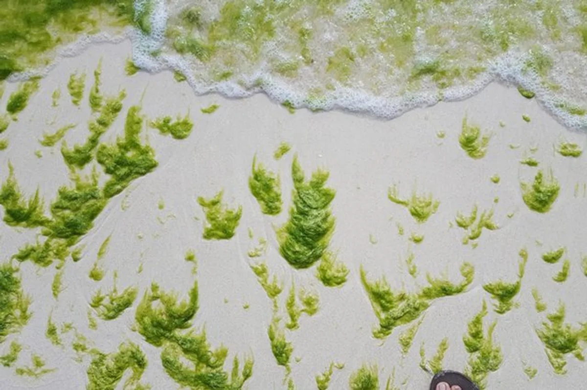 Slimy algae in Boracay stir debate among locals, experts | ABS-CBN ...