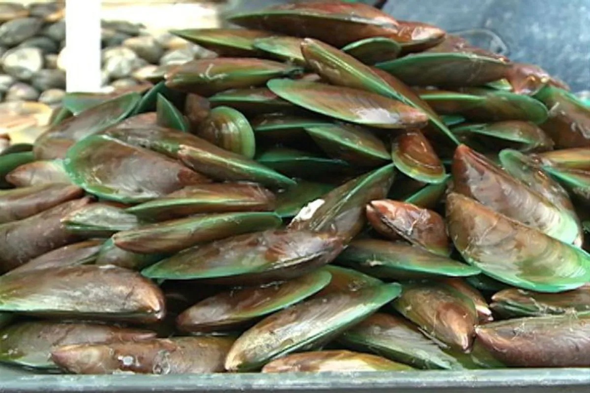 Shellfish from Pangasinan towns test positive for red tide | ABS-CBN News