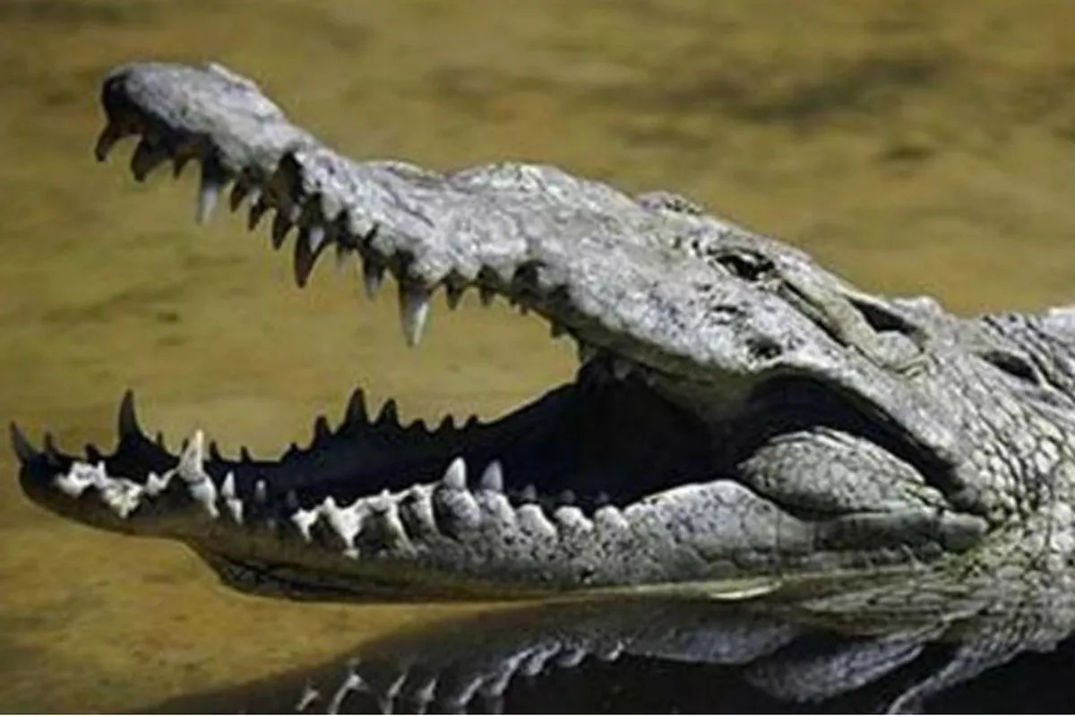 Australian suffers multiple bite wounds in croc attack | ABS-CBN