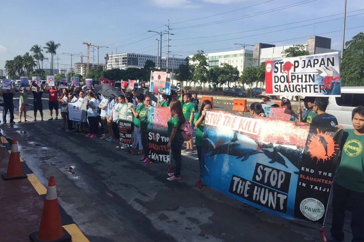PH animal rights activists protest annual Japan dolphin hunt | ABS-CBN News
