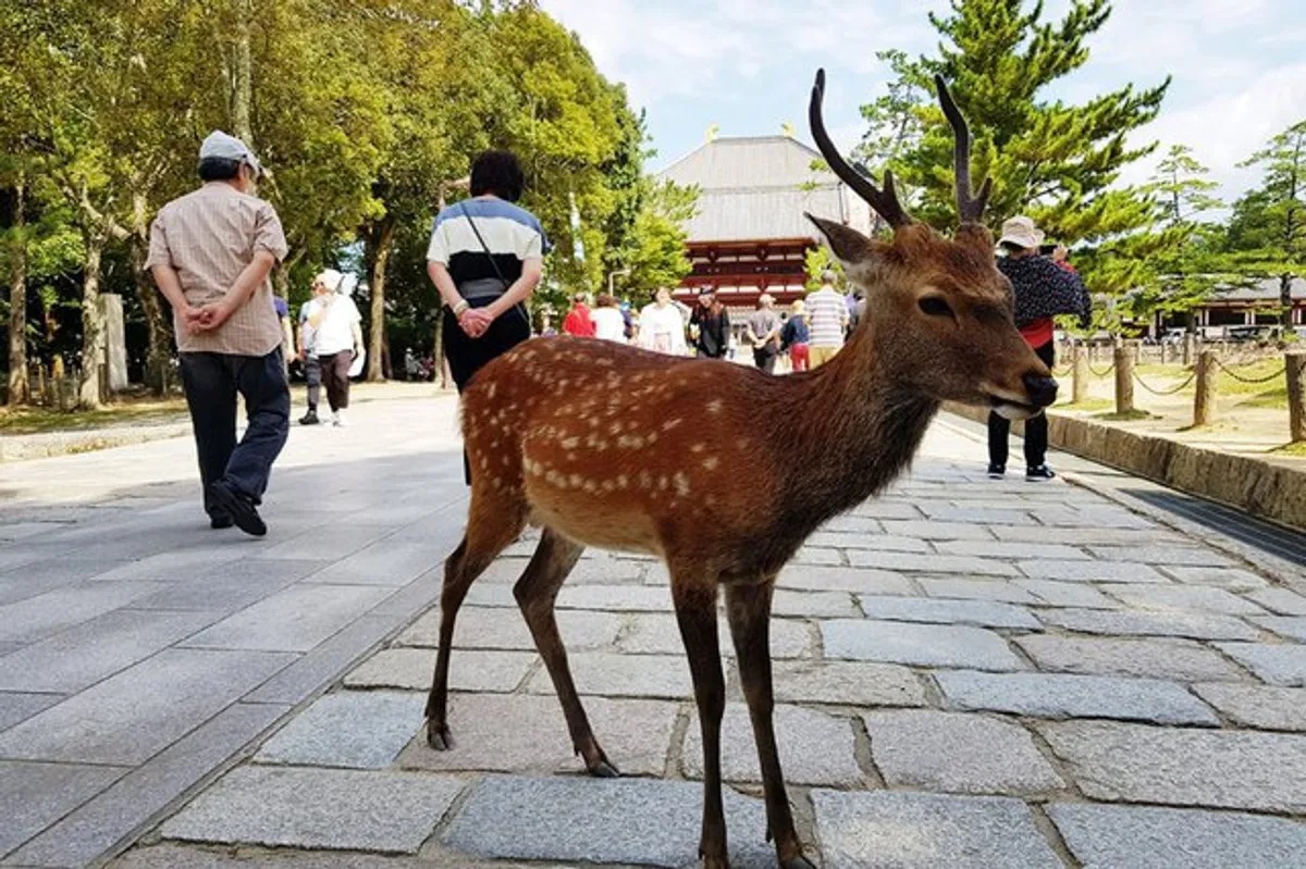 Deer are as polite, selfie-ready as people in old Japan | ABS-CBN Lifestyle