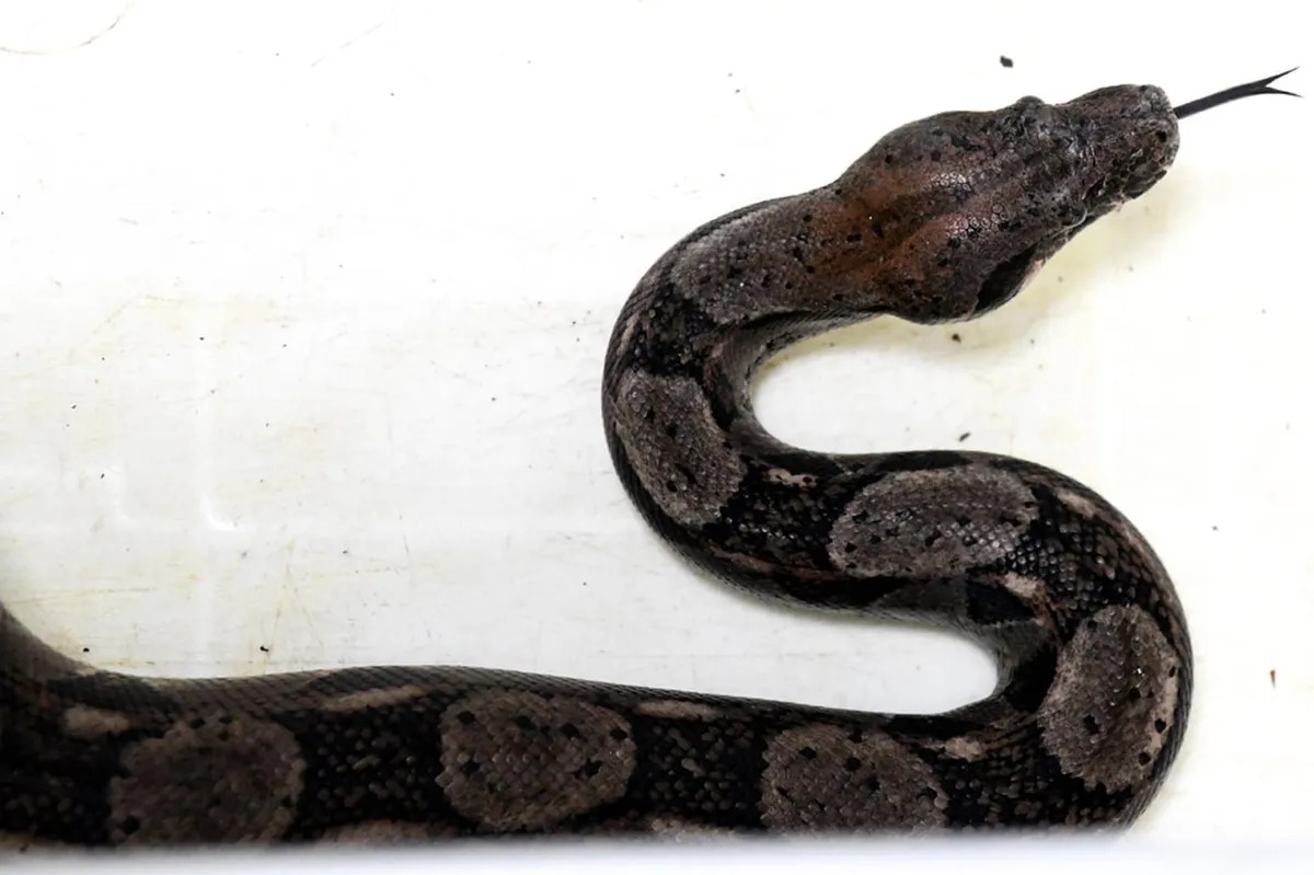 'I've got a boa constrictor stuck to my face,' US woman tells rescuers ...