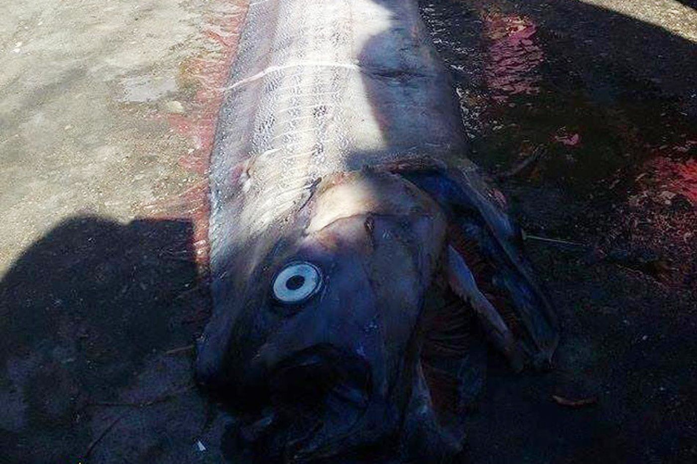 LOOK: Dead oarfish found in Surigao City | ABS-CBN News
