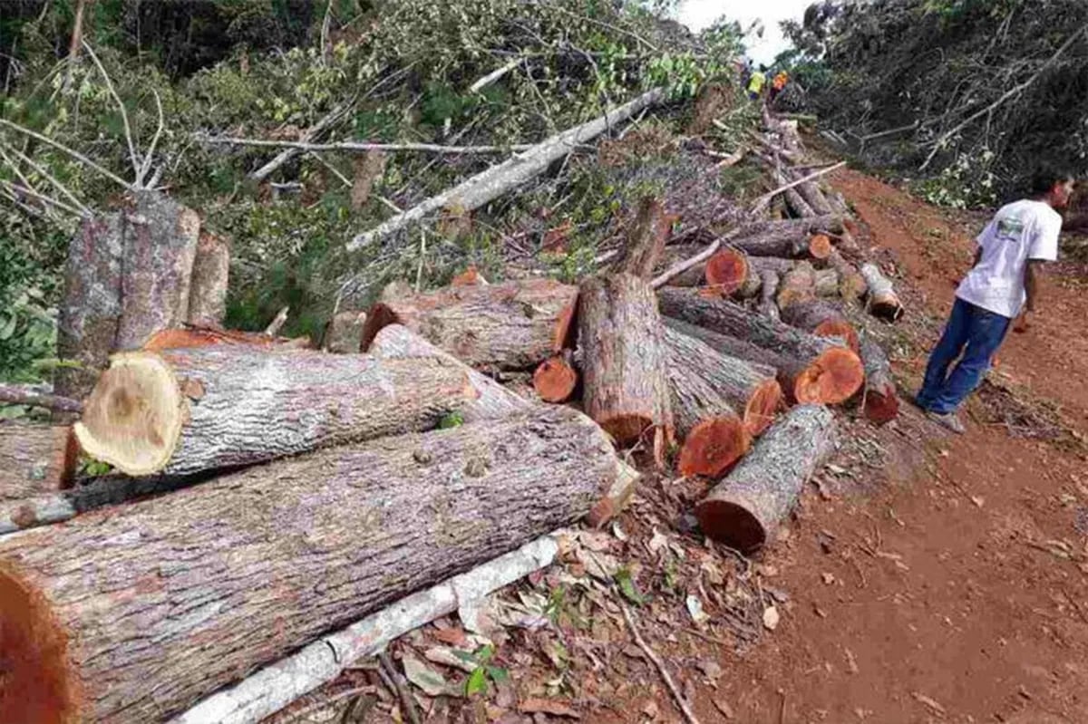 Thousands of trees cut down in Palawan after Gina Lopez DENR exit | ABS ...