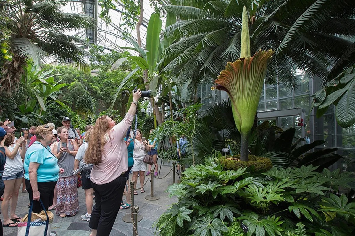 Two giant, rare 'corpse' flowers bloom in Chicago | ABS-CBN News