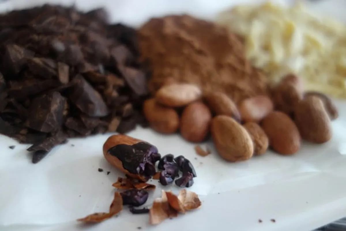 Cordillera's tablea capital Abra expands cacao production | ABS-CBN News Cordillera's tablea capital Abra expands cacao production | ABS-CBN News
