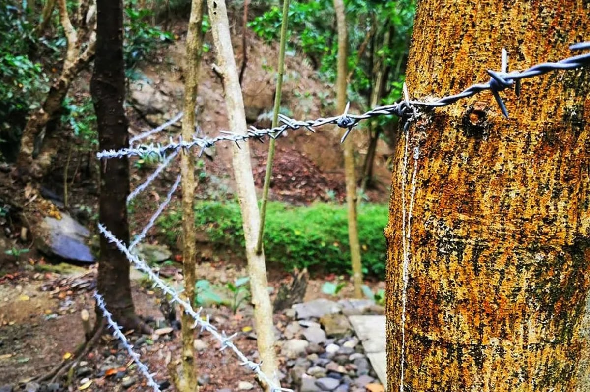 Bakod ng barbed wire inilagay ng quarry company sa Masungi Georeserve ...