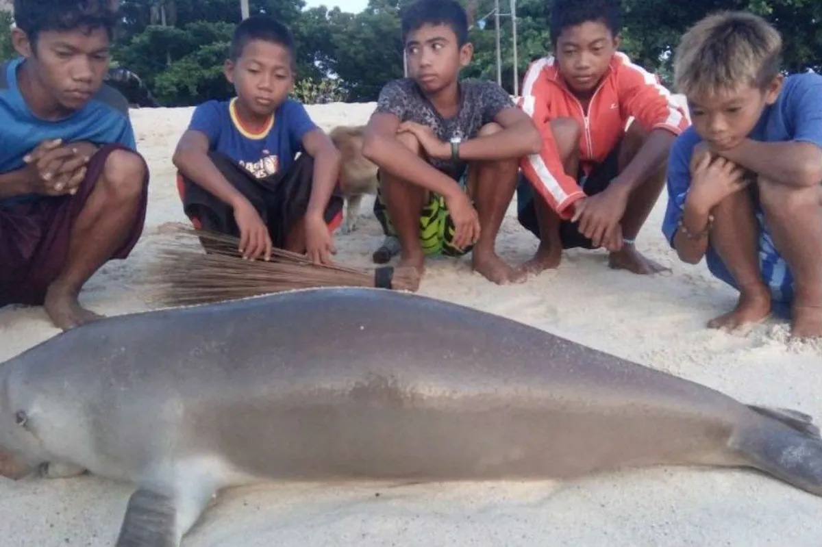 Patay na baby dugong, natagpuan sa Davao Oriental | ABS-CBN News Patay na baby dugong, natagpuan sa Davao Oriental | ABS-CBN News
