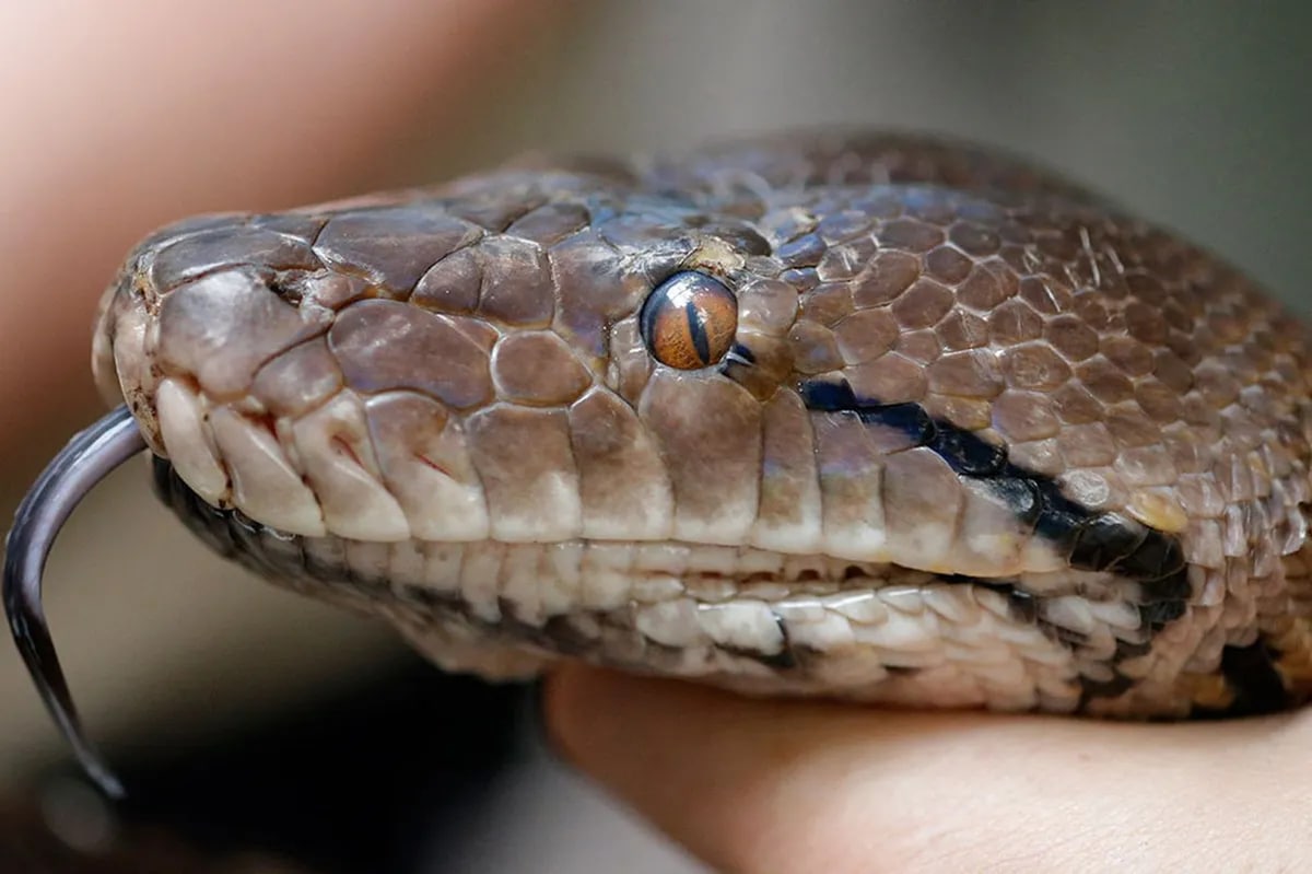 Giant python attacks man before being eaten | ABS-CBN News