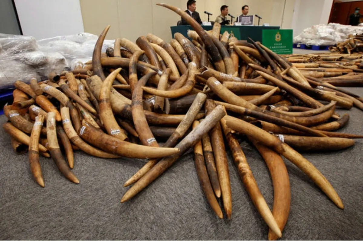 Hong Kong seizes largest ivory haul in 30 years | ABS-CBN