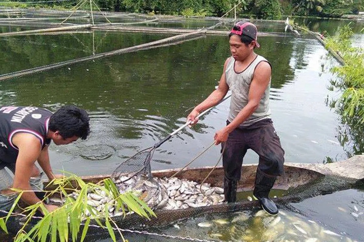 Tons of tilapia die in Lake Sebu fish kill | ABS-CBN News